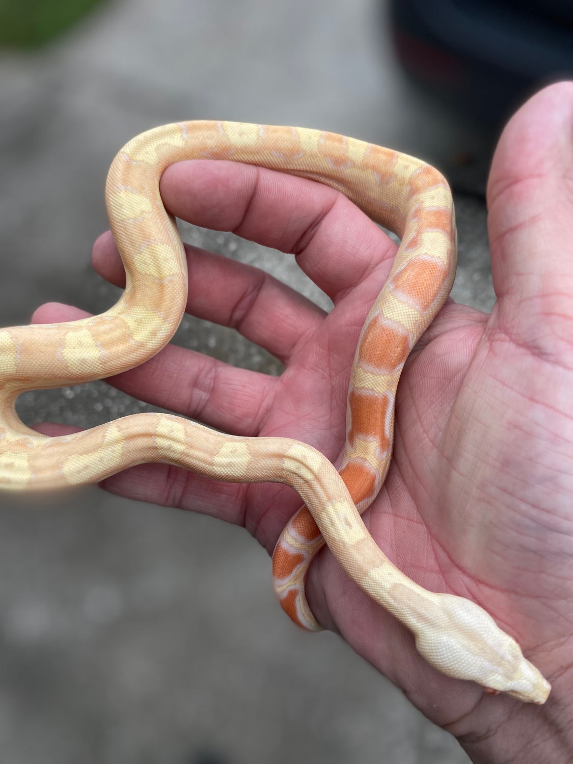 Pastel Dream Monster Tail Kahl Albino Jungle Motley Possible Arabesque ...