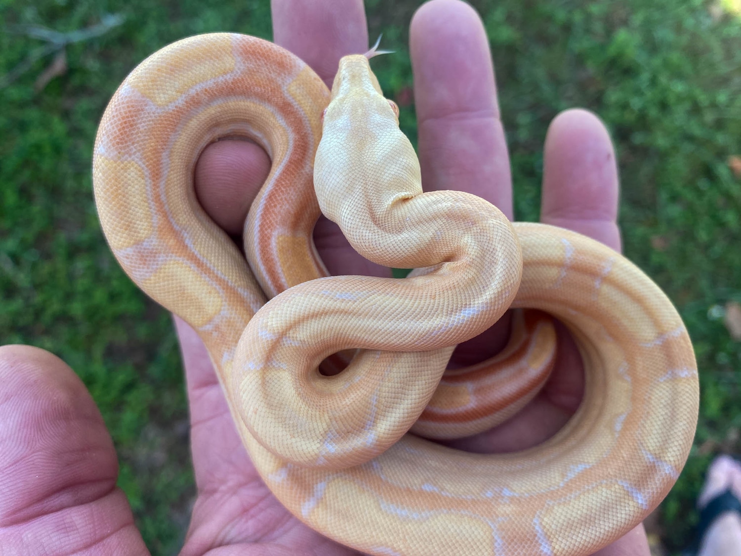 Lipstick Kahl Albino Keywest Motley Jungle Boa Constrictor by Fresh ...