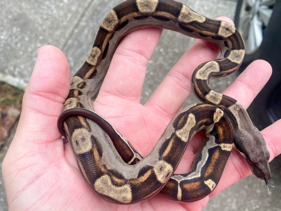 Motley Het Kahl Albino (Lipstick Line) Boa Constrictor by Fresh Shed ...