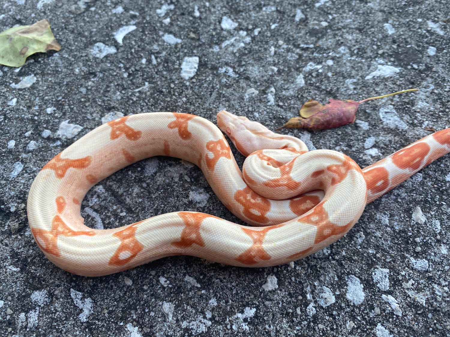Lipstick Sunglow Kahl Boa Constrictor by Fresh Shed Reptiles - MorphMarket