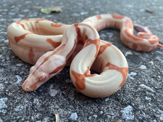 Lipstick Line Sunglow Jungle Boa Constrictor by Fresh Shed Reptiles
