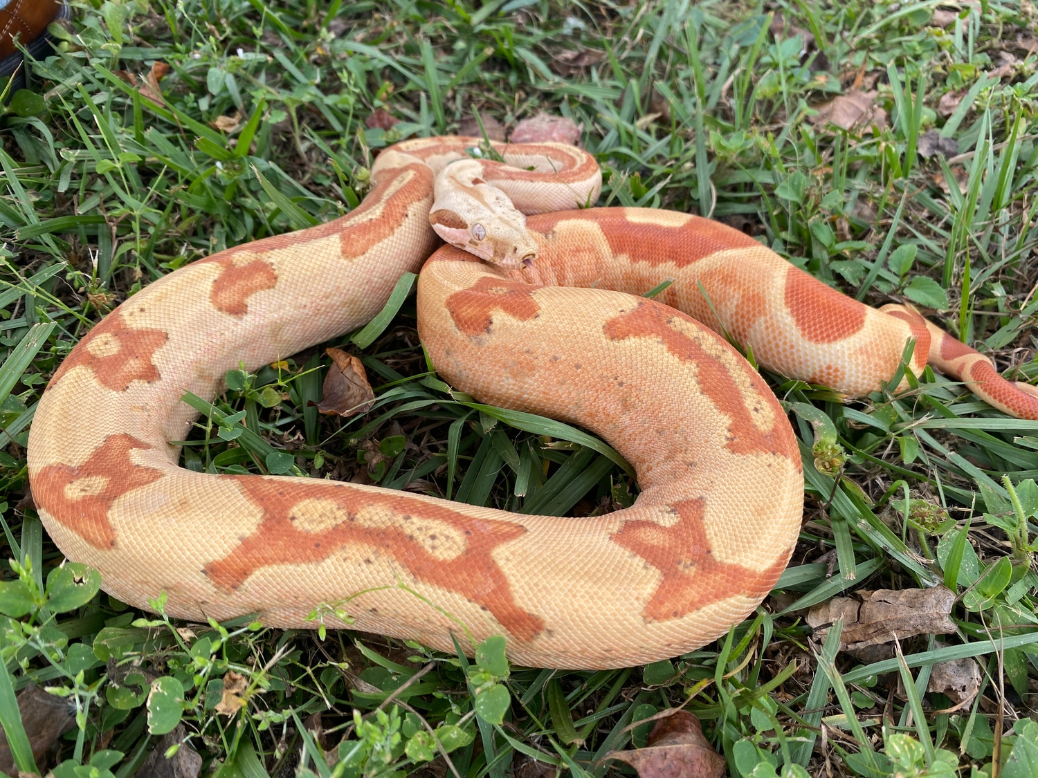 Pink Panther VPI Sunglow Jungle Boa Constrictor by Fresh Shed Reptiles - MorphMarket