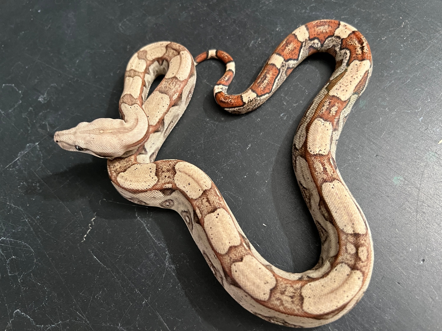 21 Male Keywest Jungle Het Sharp Albino Boa Constrictor by Fresh Shed ...