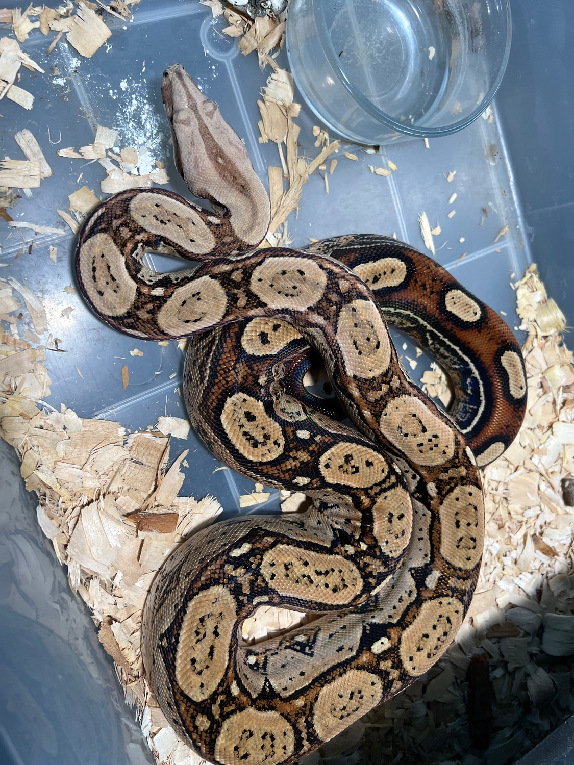 17 Male Keltic Het Kahl Boa Constrictor by Fresh Shed Reptiles ...