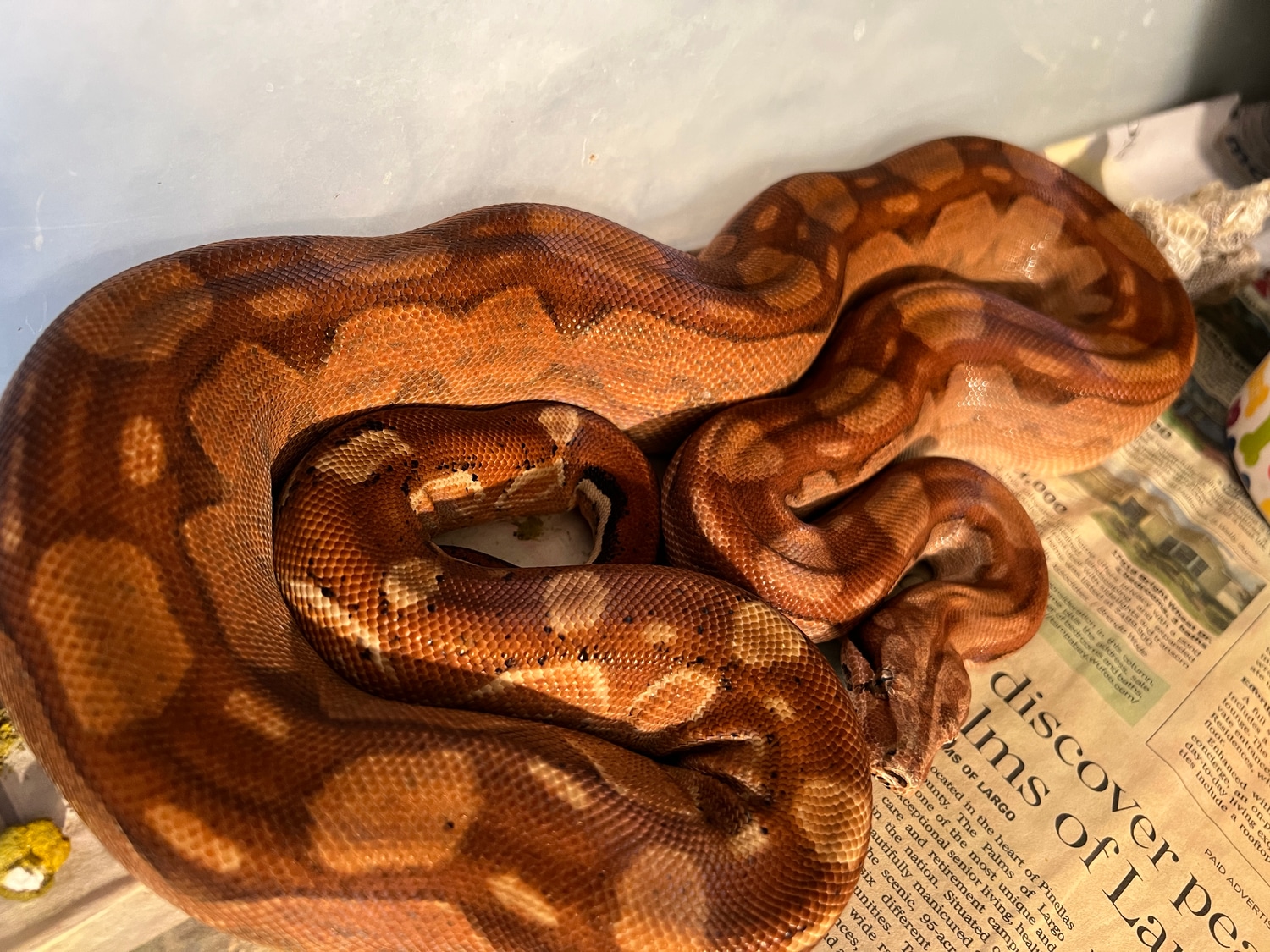 2019 Femal Pastel Dream/Red Pastel Hytec Keywest Het Red Sharp Albino ...