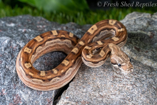 Pastell Dream Monster Tail Motley Aztec Jungle Para Het Boa Constrictor ...