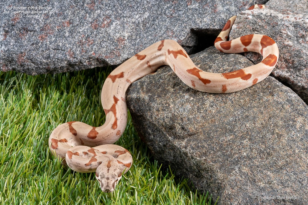 Red/Pink Panther Hypo Possible Jungle Het VPI Boa Constrictor by Fresh ...