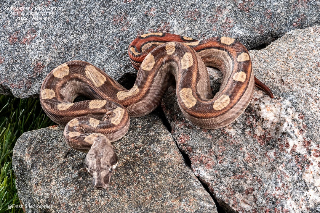 Red/Pink Panther Motley Jungle Het VPI Boa Constrictor by Fresh Shed ...