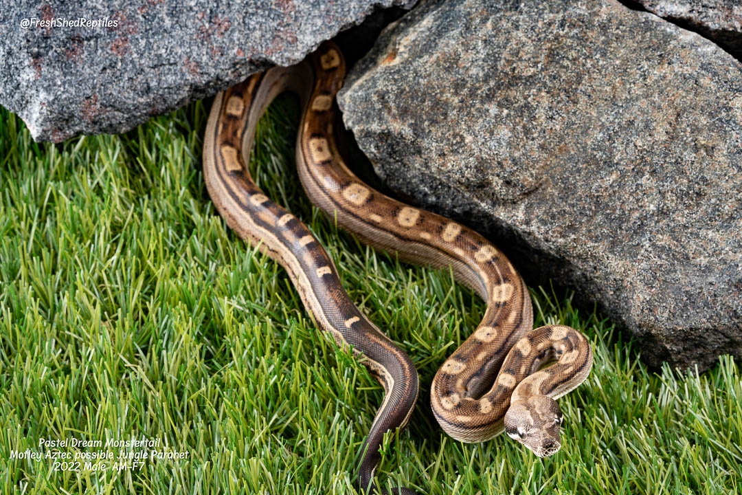 Pastel Dream Monster Tail Aztec Motley Parahet Boa Constrictor by Fresh ...