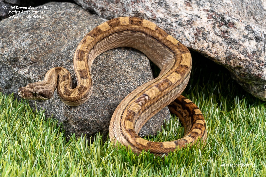 Pastel Dream Monster Tail Aztec Motley Parahet Boa Constrictor by Fresh ...