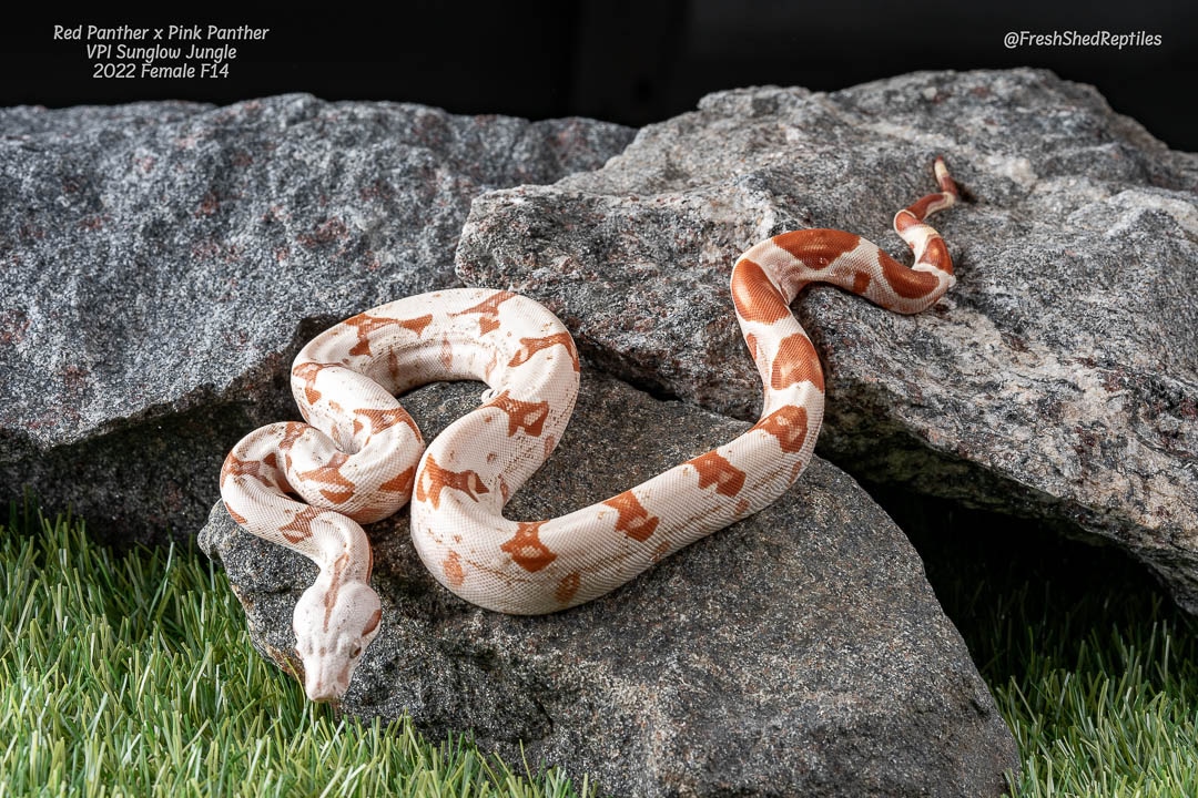Red/Pink Panther VPI Sunglow Jungle Boa Constrictor by Fresh Shed Reptiles - MorphMarket