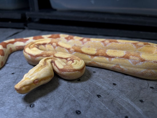 2021 Sharp Albino Keywest Boa Constrictor by Fresh Shed Reptiles