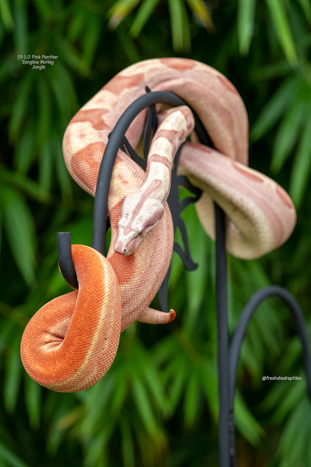 Pink Panther Sunglow Motley Jungle VPI - Proven Boa Constrictor by Fresh Shed Reptiles - MorphMarket