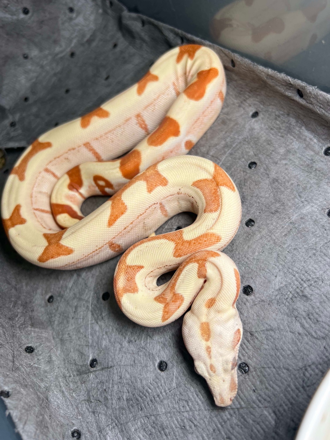 Pink Panther / Red Panther Sunglow Jungle VPI Boa Constrictor by Fresh ...
