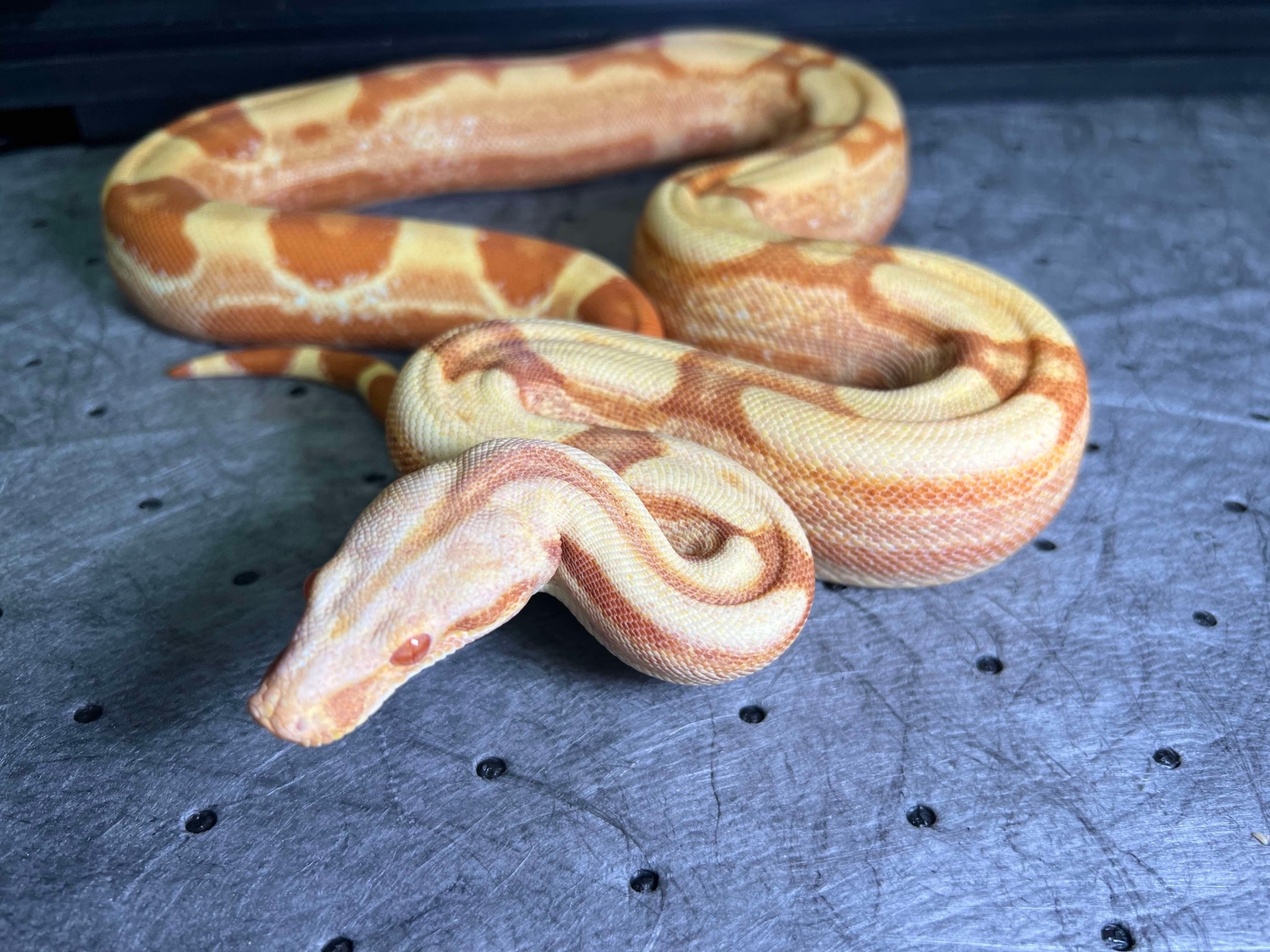 Sharp Keywest Arabesque Hypo Jungle Boa Constrictor by Fresh Shed Reptiles - MorphMarket