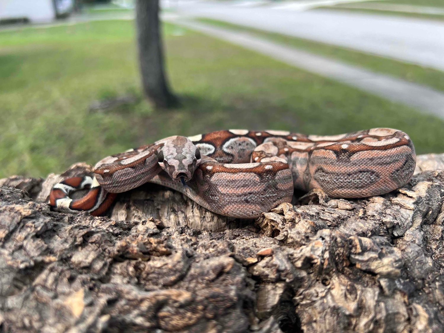Redrum Pastel Harlequin Keywest Het VPI Male Boa Constrictor by Fresh ...