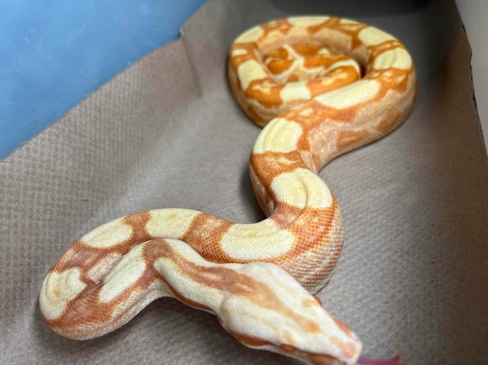 21 Male Keywest Possible Arabesque Sharp Sunglow Jungle Boa Constrictor by Fresh Shed Reptiles