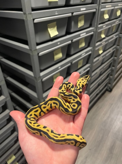 Fire Leopard Spotnose 100% Het Clown Ball Python by Steel Valley Exotics