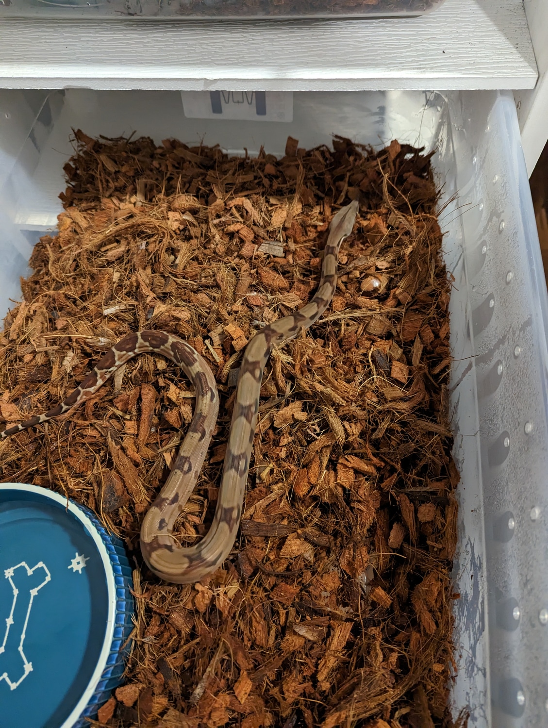 BRH Constrictors's Collection - MorphMarket