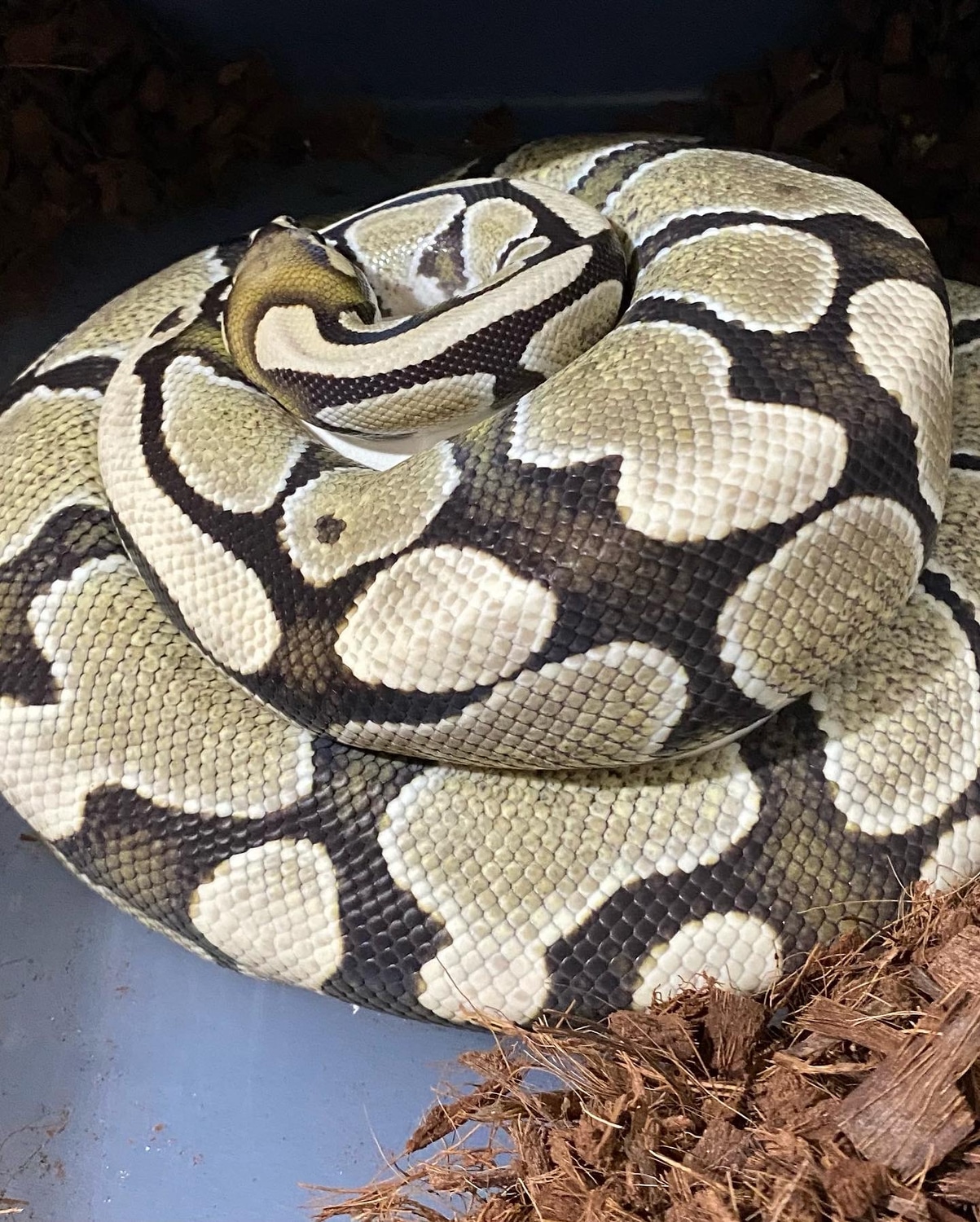 Desert Ghost Female Ball Python by C&C Reptiles - MorphMarket