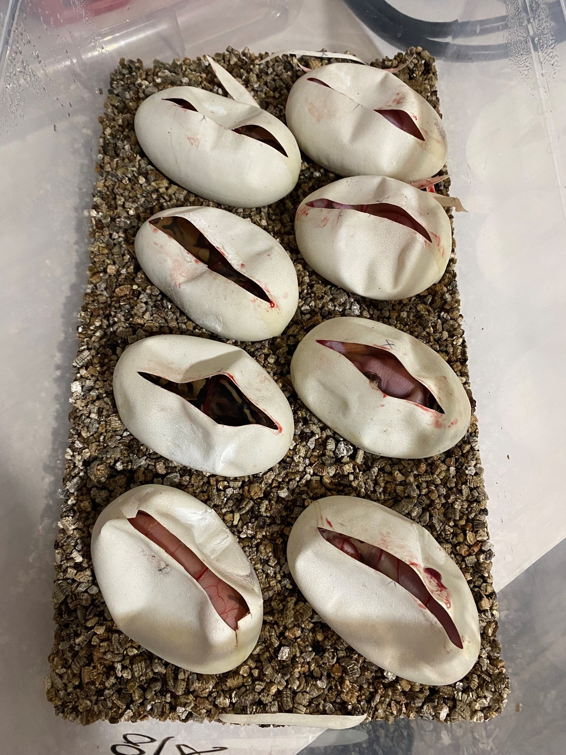 Ball Python Clutch: 2022-CCR-03 by C&C Reptiles - MorphMarket