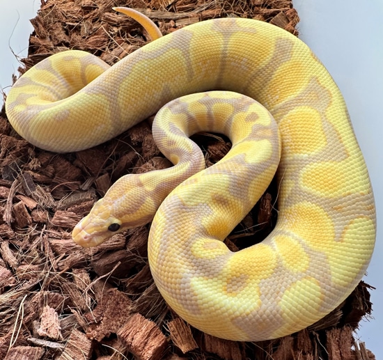 Banana Enchi Orange Dream Poss YB 100% Het Desert Ghost Ball Python by ...