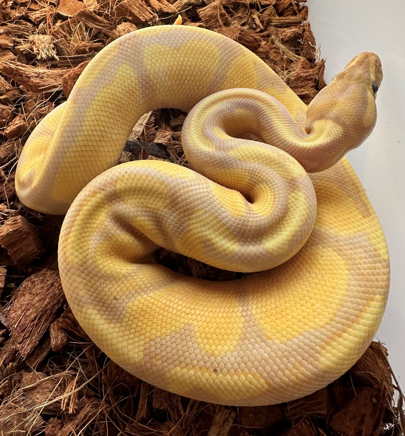Banana Orange Dream Poss YB 100% Het Desert Ghost 100% Het Piebald Ball ...
