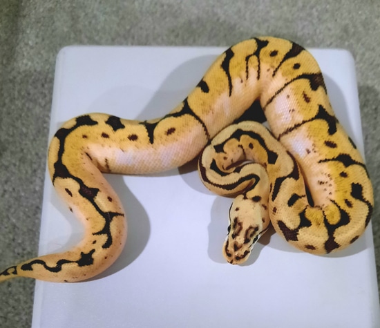 Bumblebee 50% Het Ghost Ball Python by C&C Ball Pythons
