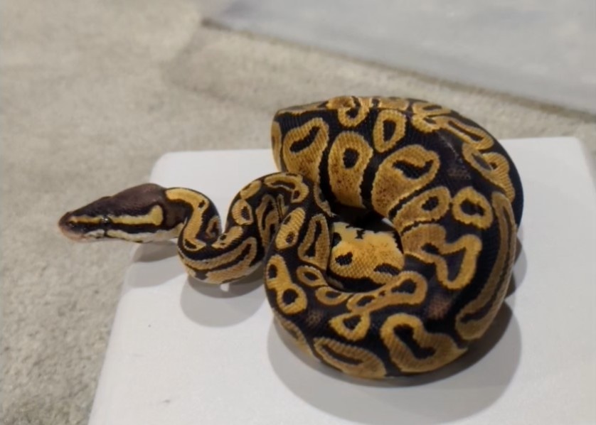 Pastel Het Ghost Ball Python by C&C Ball Pythons - MorphMarket