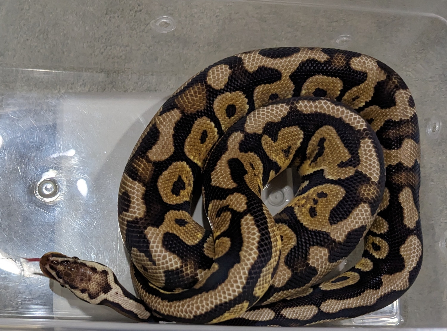 Pastel Spotnose Ball Python by C&C Ball Pythons - MorphMarket