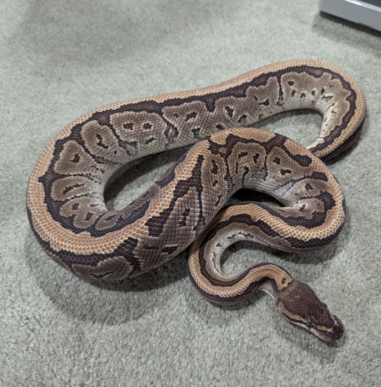 Male Jigsaw Ball Python by C&C Ball Pythons