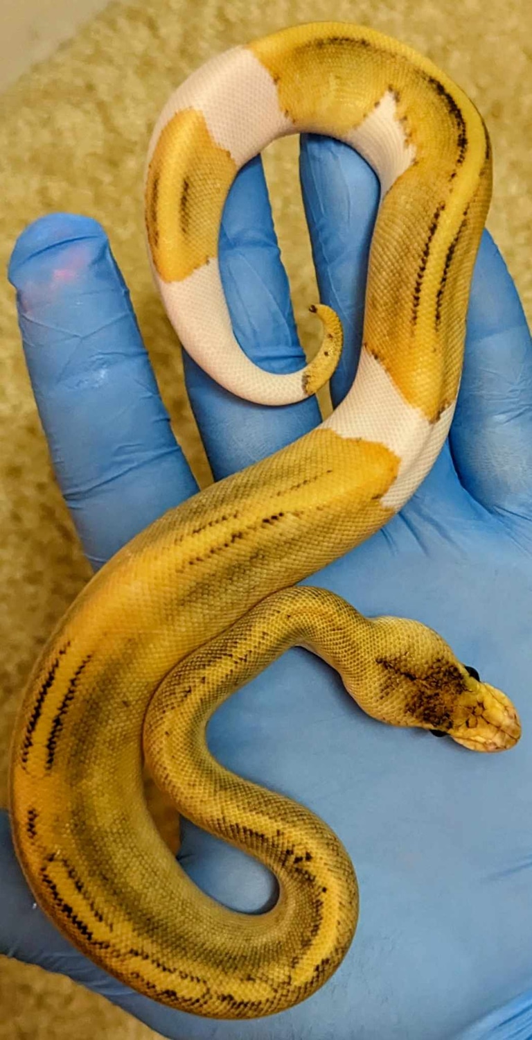 Champagne DH Piebald Hypo Ball Python by Silver Scale Exotics - MorphMarket