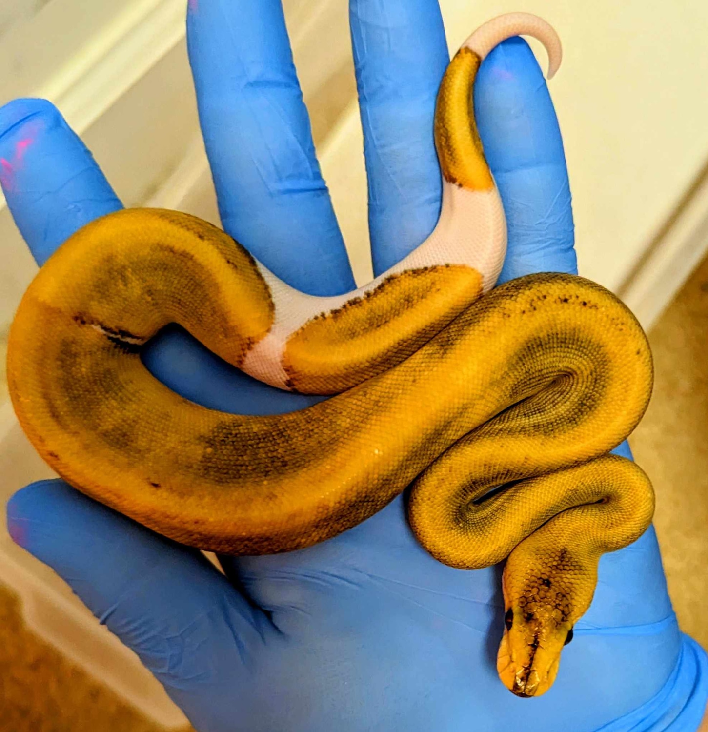 Champagne DH Piebald Hypo Ball Python by Silver Scale Exotics - MorphMarket