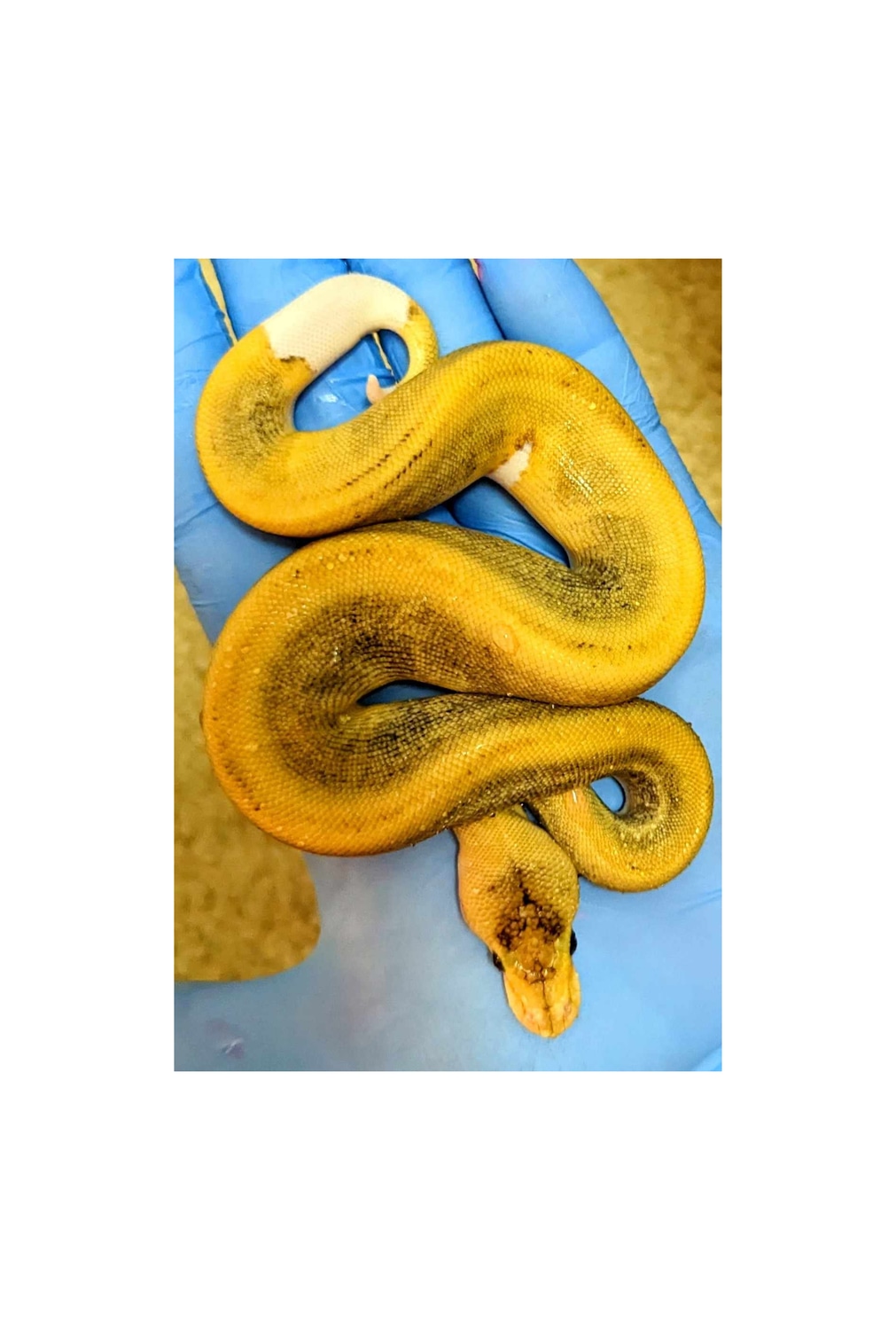 Champagne DH Piebald Hypo Ball Python by Silver Scale Exotics - MorphMarket