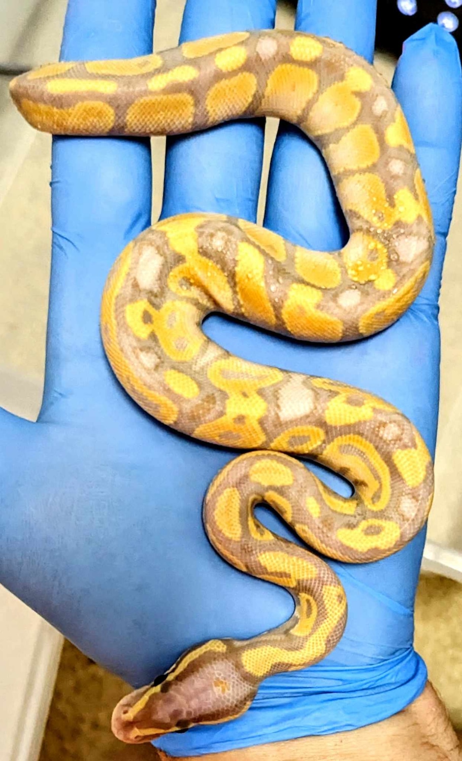 Pastel Banana Ball Python by Silver Scale Exotics - MorphMarket