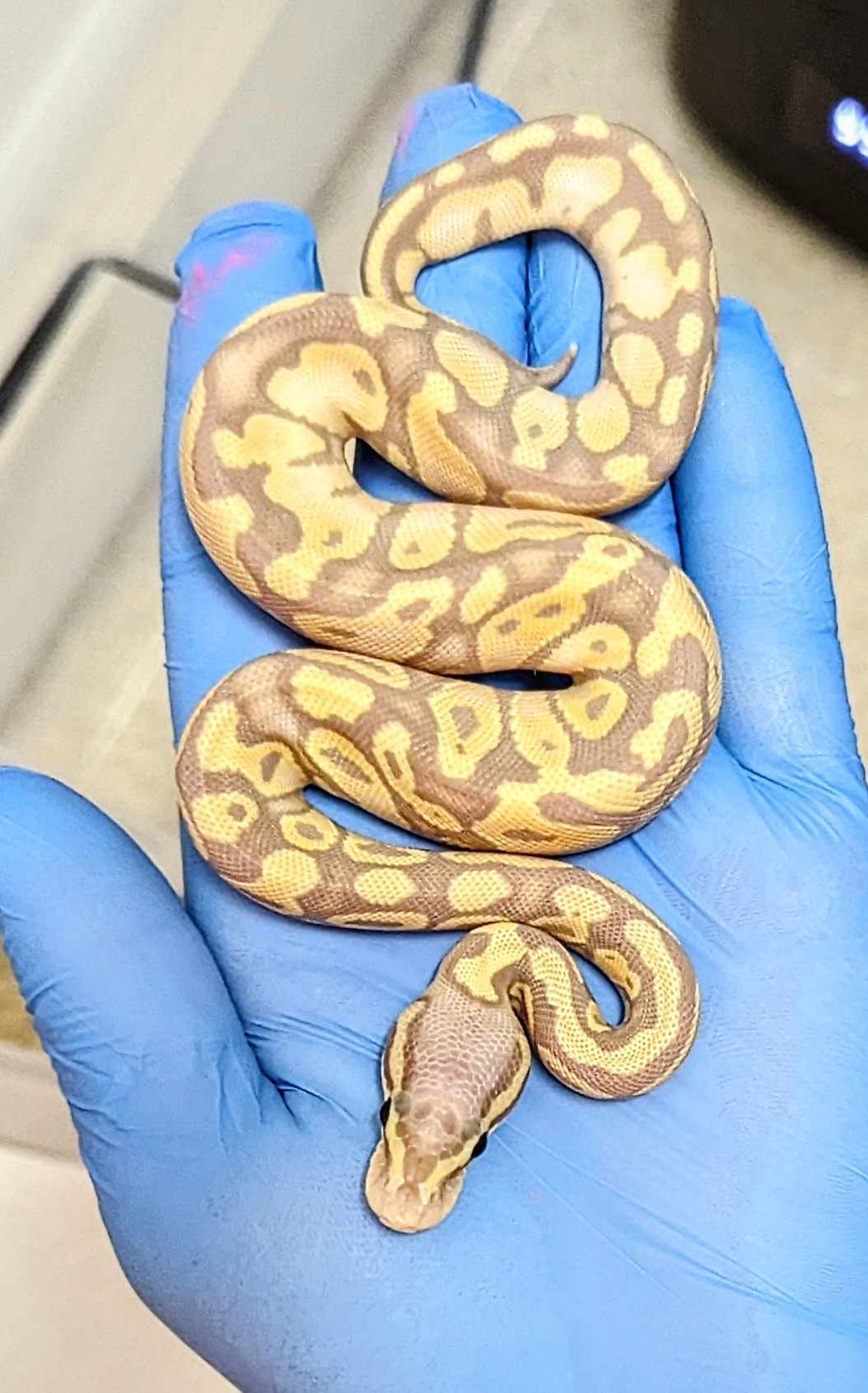 Super Pastel Banana Ball Python by Silver Scale Exotics - MorphMarket