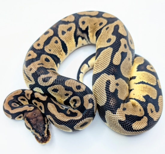 Pastel Het Ultramel Het Piebald Ball Python by Silver Scale Exotics