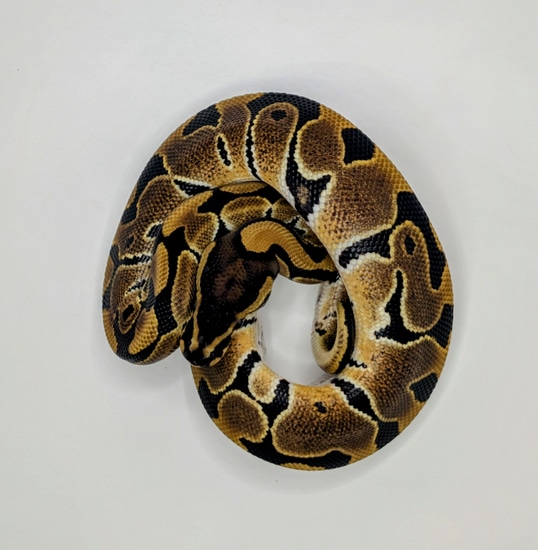 Het Sunset Ball Python by Silver Scale Exotics