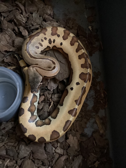 Golden Eye Blood Python Borneo Short-Tailed Python by C3 Reptiles