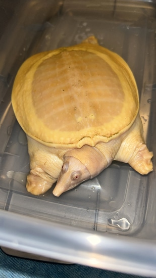 Albino Softshell Softshell Turtle by C3 Reptiles
