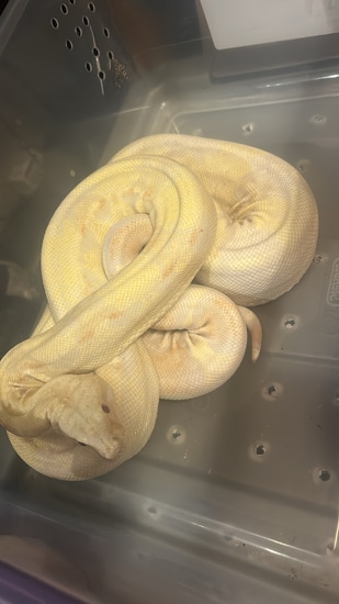 Khal Albino Boa Boa Constrictor by C3 Reptiles