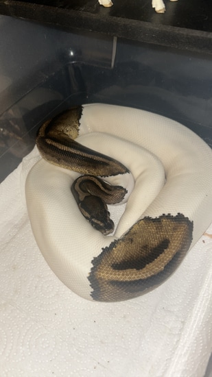 Pied Ball Python by C3 Reptiles
