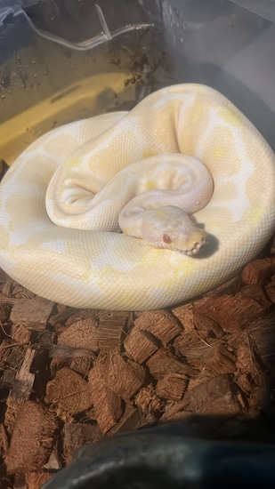 Albino Ball Python 2k21 Male by C3 Reptiles