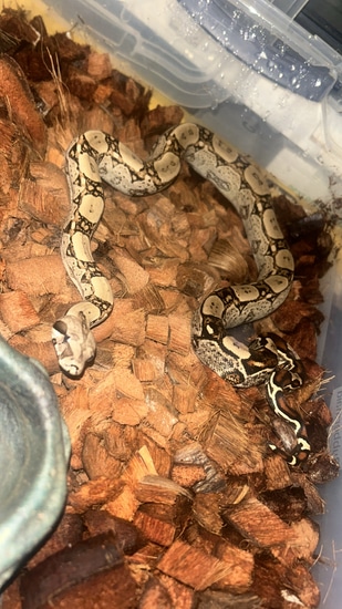 Boa Constrictor by C3 Reptiles