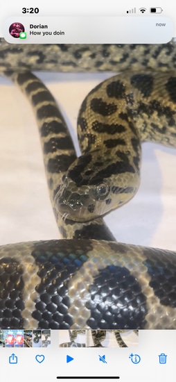 Yellow Anaconda Hibred 2k20 Boa Constrictor by C3 Reptiles