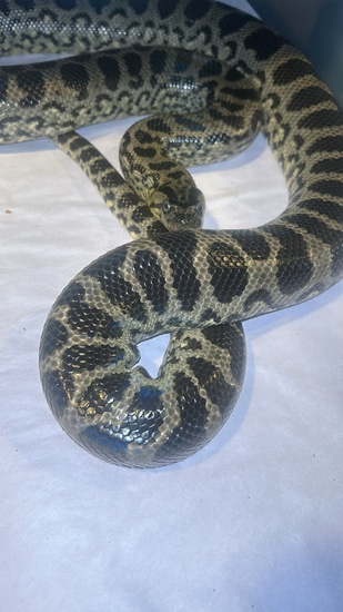 Yellow Anaconda Hybrid 2k20 by C3 Reptiles
