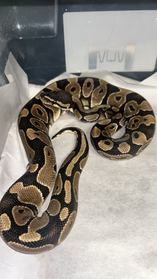 Yellow Belly Ball Python by C3 Reptiles