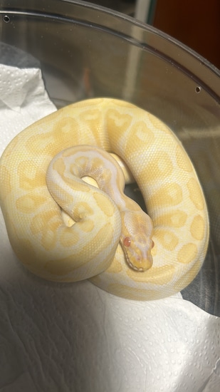 Albino Enchi 2k23 Ball Python by C3 Reptiles