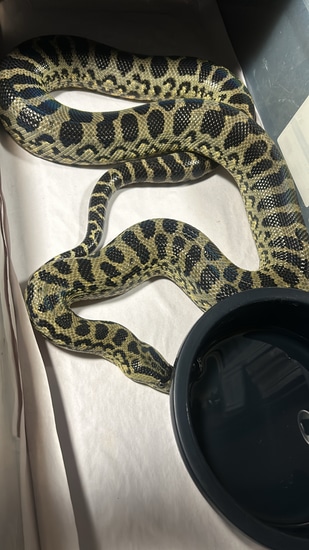 Yellow Anaconda Hybrid 2k20 by C3 Reptiles