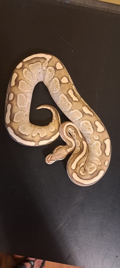 Lesser Fire Het OG Ball Python by C4 Morphs